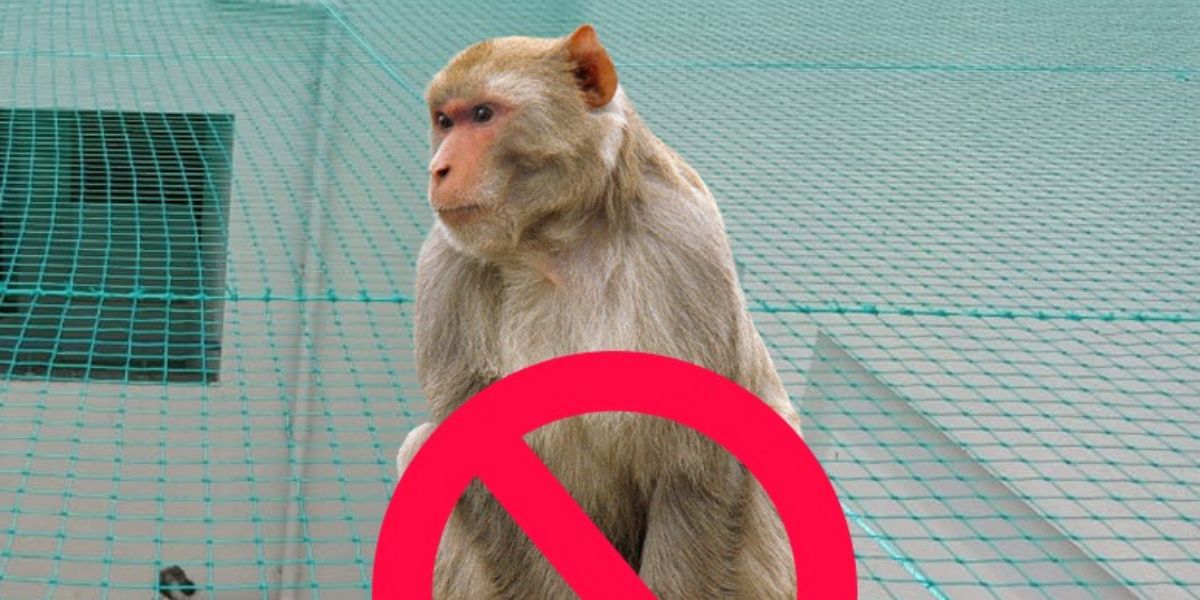 Monkey Safety Nets in Hyderabad – DP Safety Nets Hyderabad